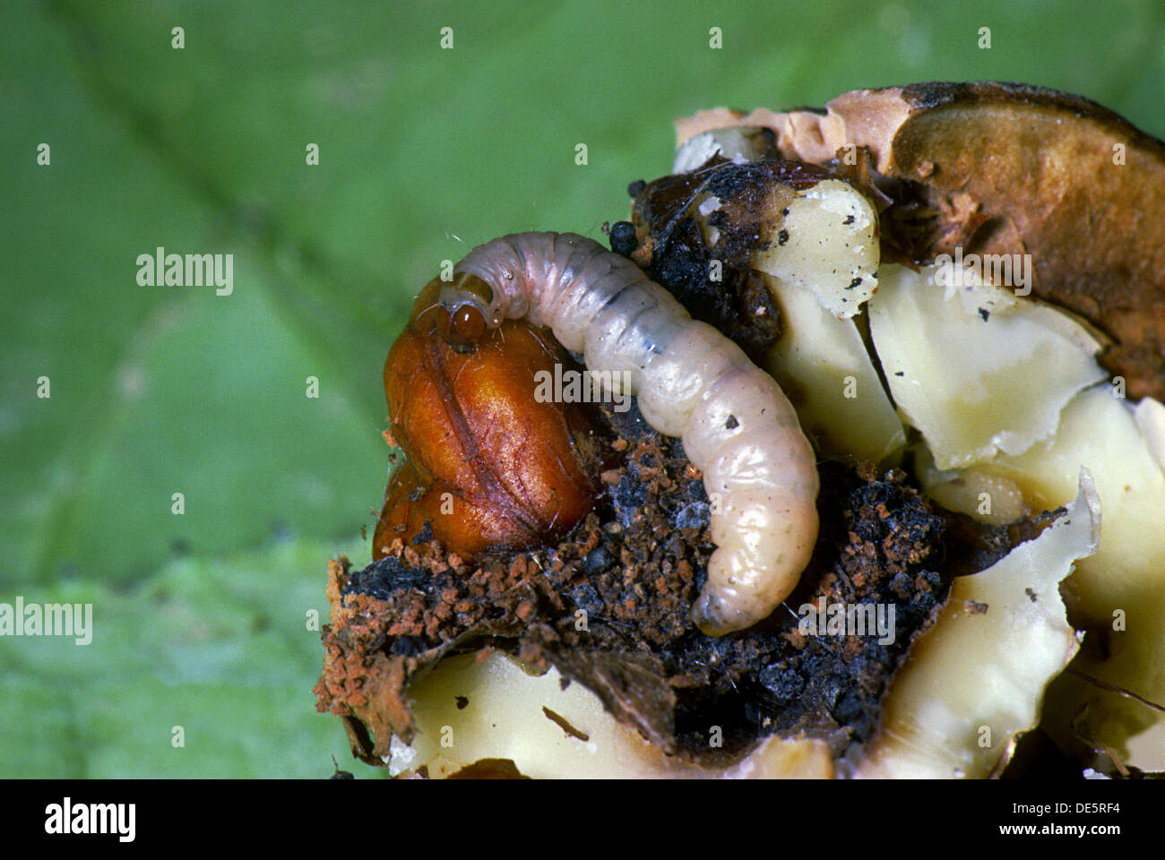 Curculionidae larva hi-res stock photography and images - Alamy