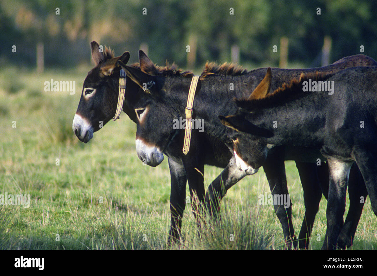 Three grazing donkeys hi-res stock photography and images - Alamy