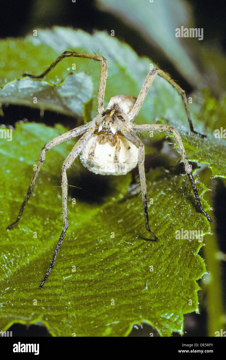Female nursery web spider with egg sac hi-res stock photography and ...