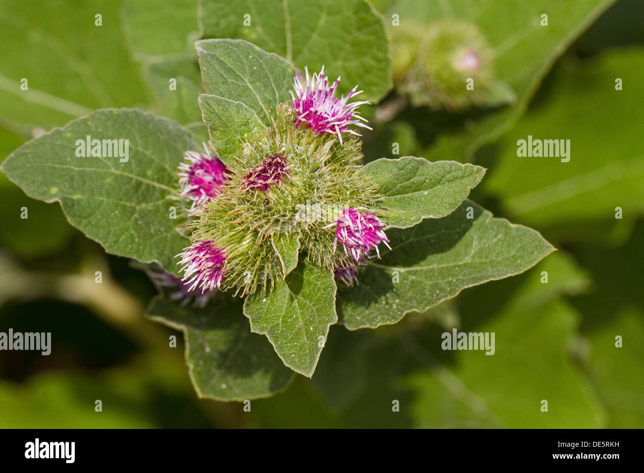 Common Burdock High Resolution Stock Photography and Images - Alamy