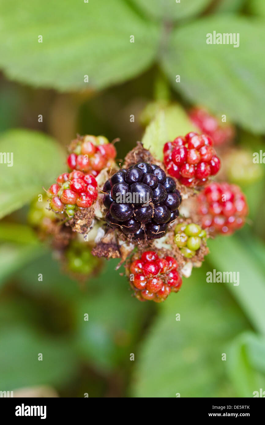 Blackberries ripe and unripe Stock Photo - Alamy