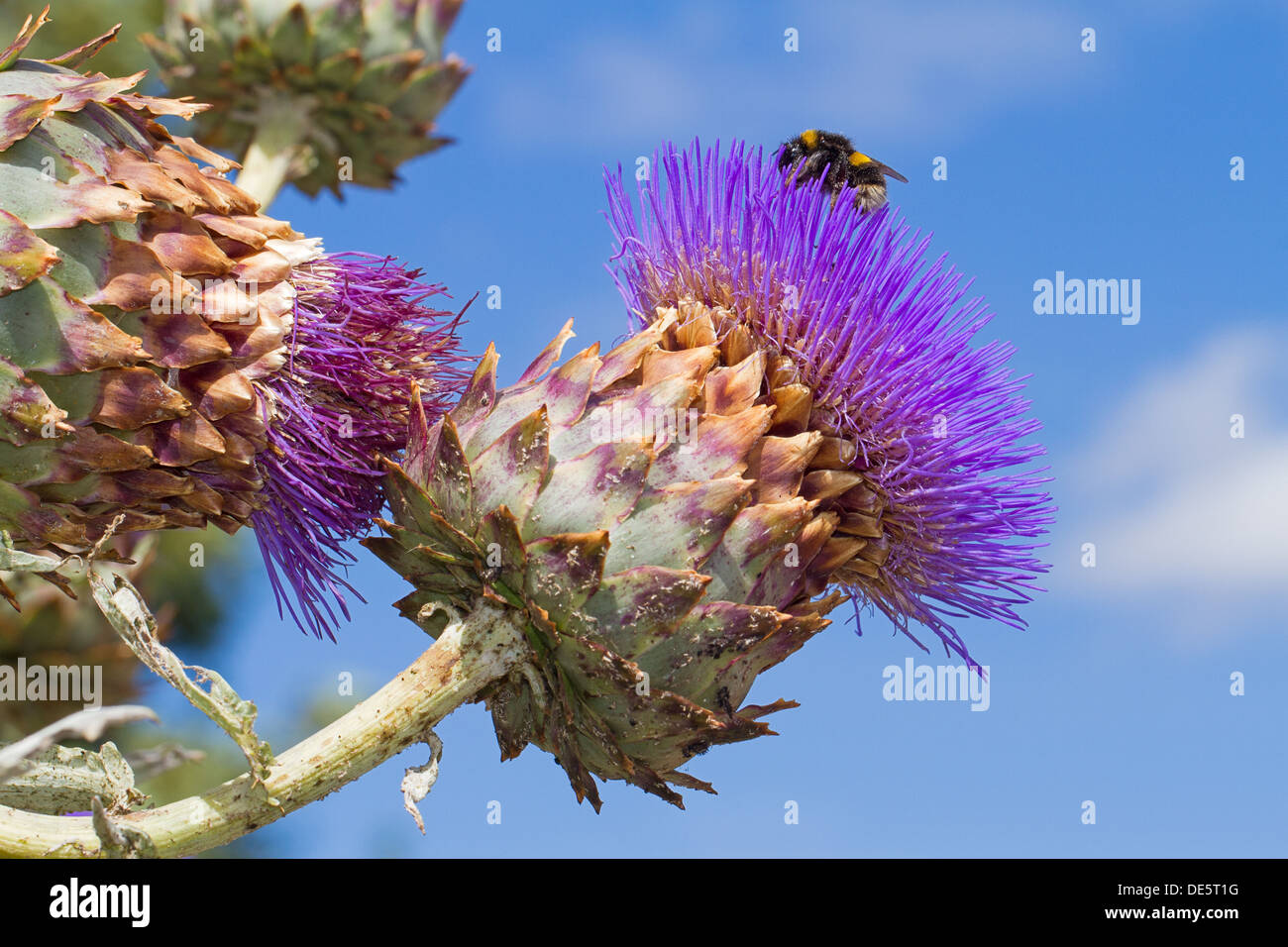 Cardoon with Buff-tailed bumblebee Stock Photo - Alamy