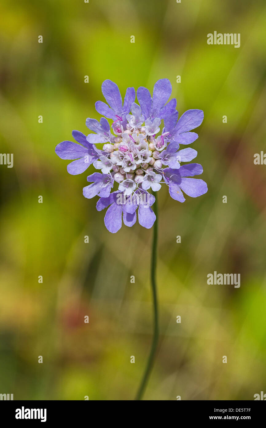 Small scabious scabiosa columbaria hi-res stock photography and images ...