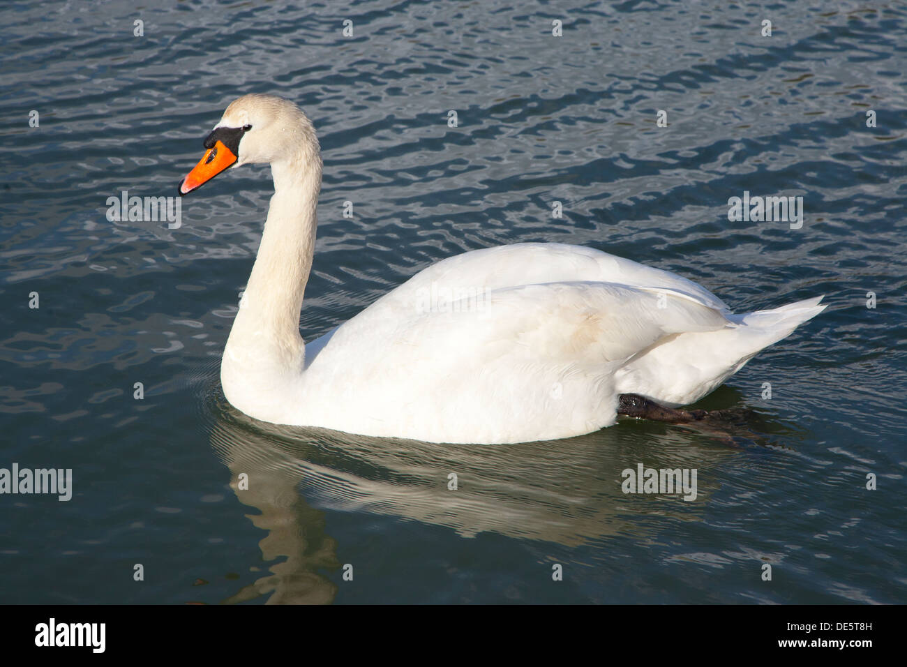 Bird, Swan, River, Isle of Wight, England, UK Stock Photo - Alamy