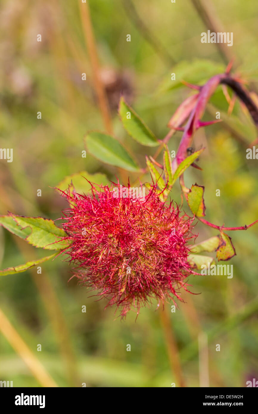 Robin's Pincushion gall on Dog rose, caused by gall wasp Stock Photo ...