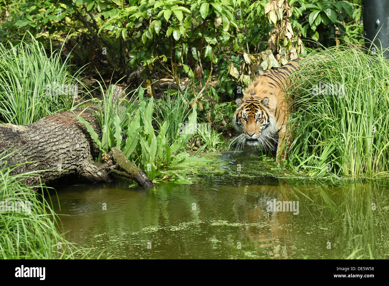 Sumatran tiger swimming hi-res stock photography and images - Alamy