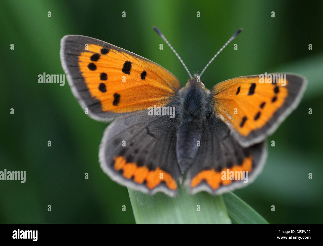 Butterfly sitting hi-res stock photography and images - Alamy