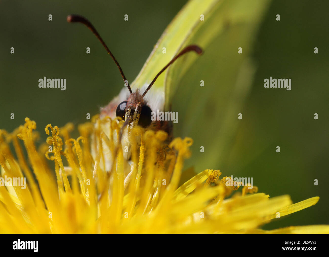 Necktar hi-res stock photography and images - Alamy