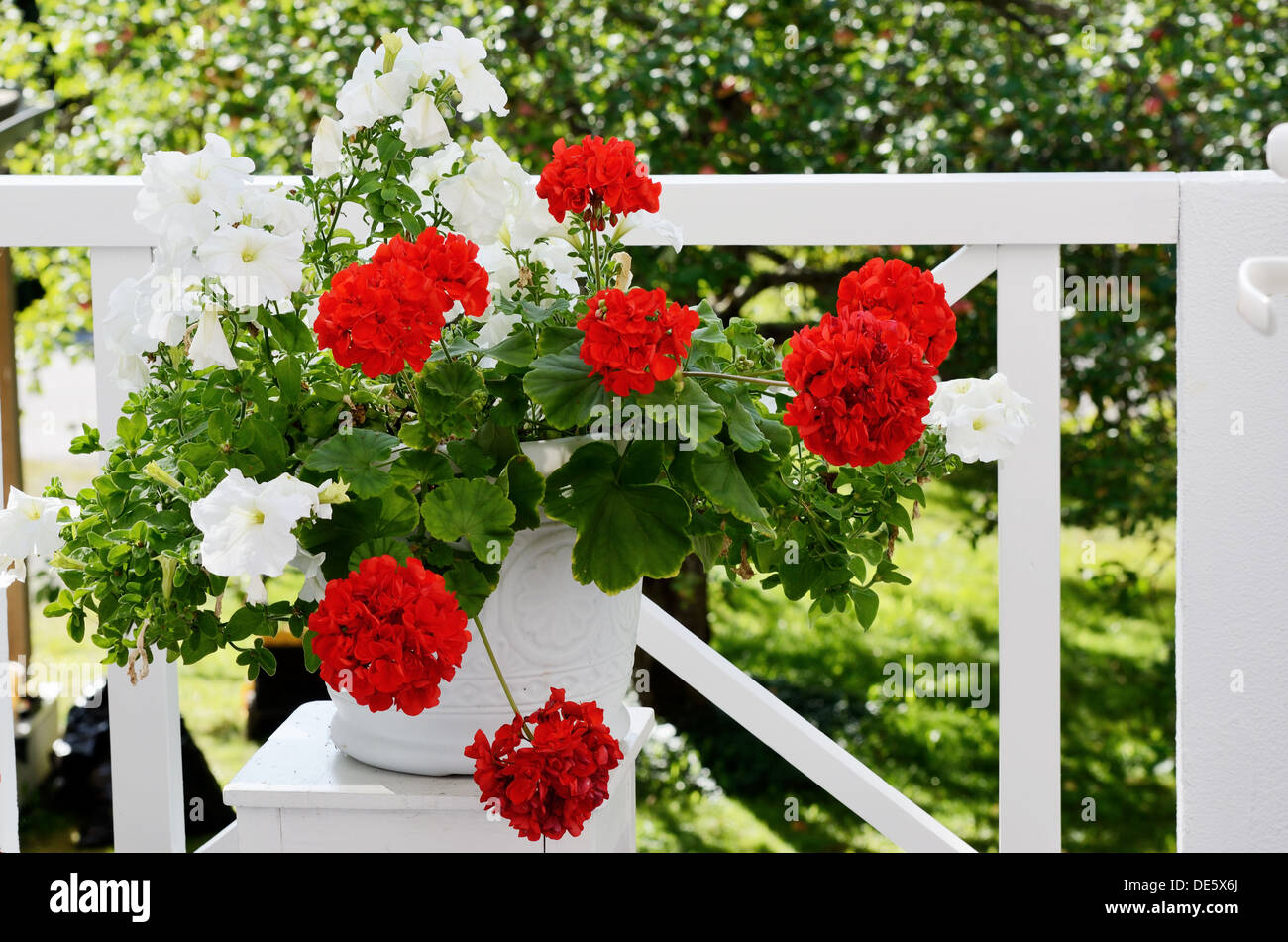 Geranium flower bed hi-res stock photography and images - Alamy