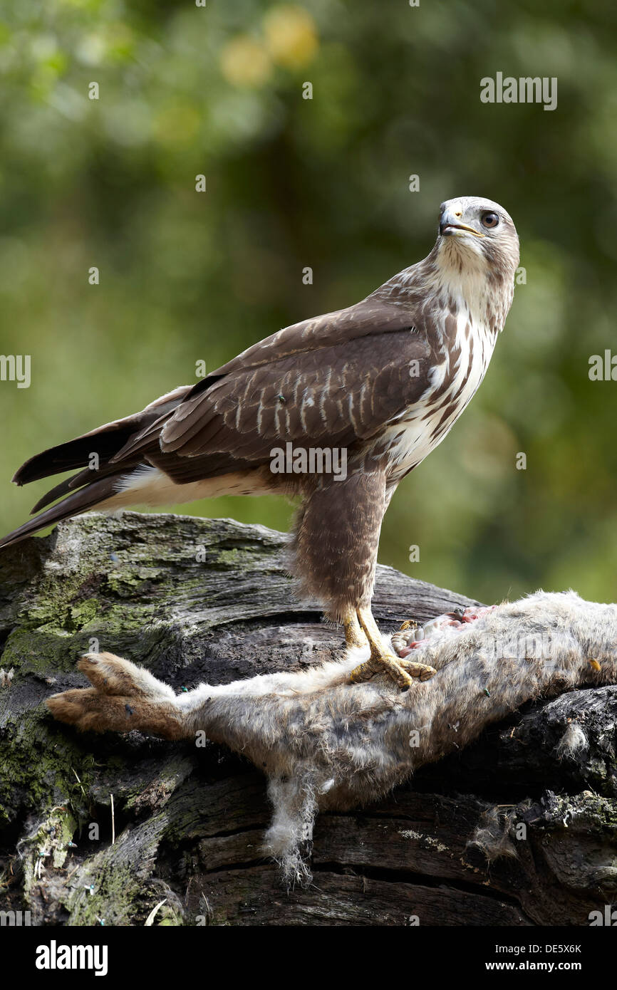 Buzzards uk hi-res stock photography and images - Alamy