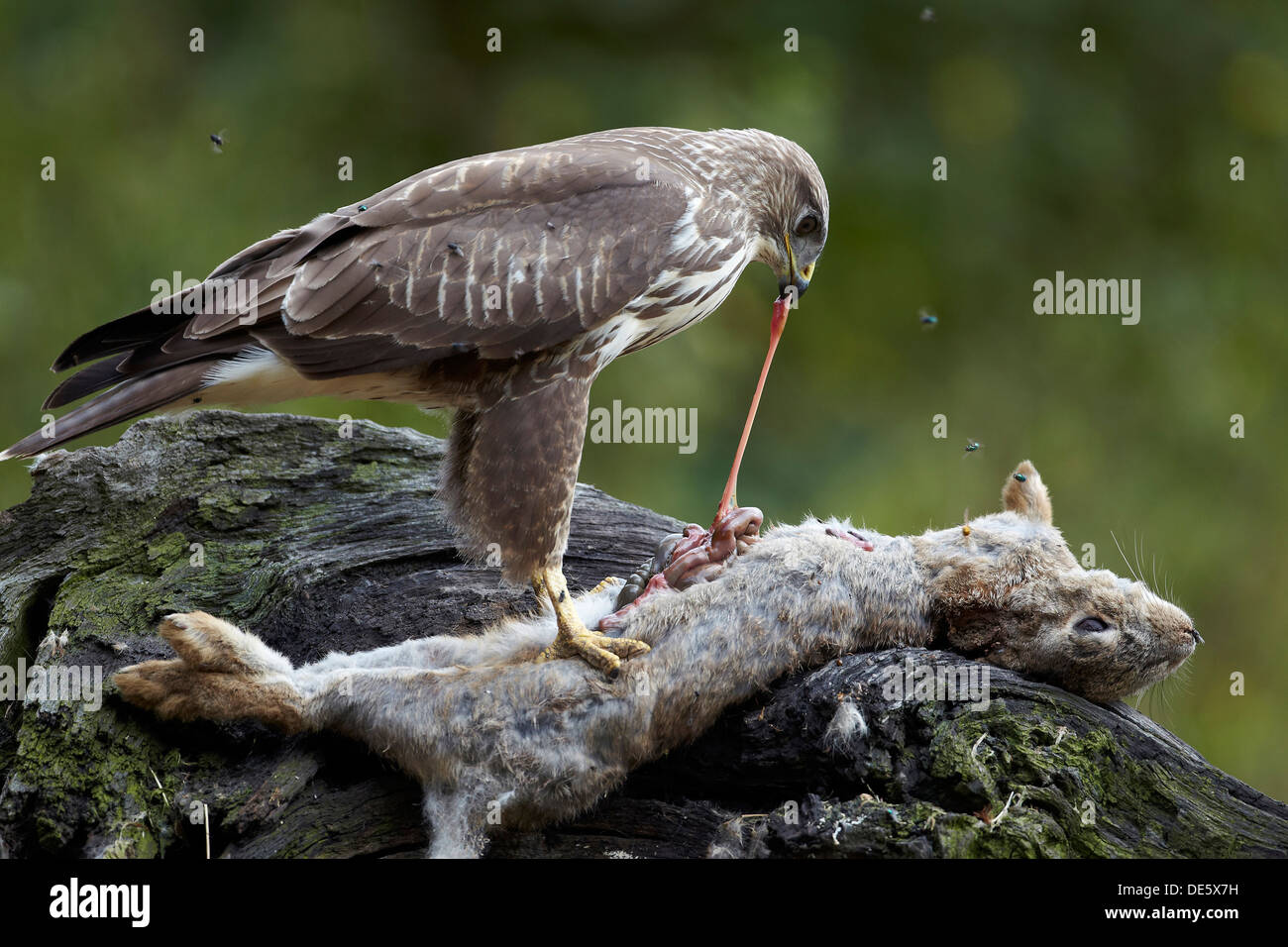Buzzard uk hi-res stock photography and images - Alamy