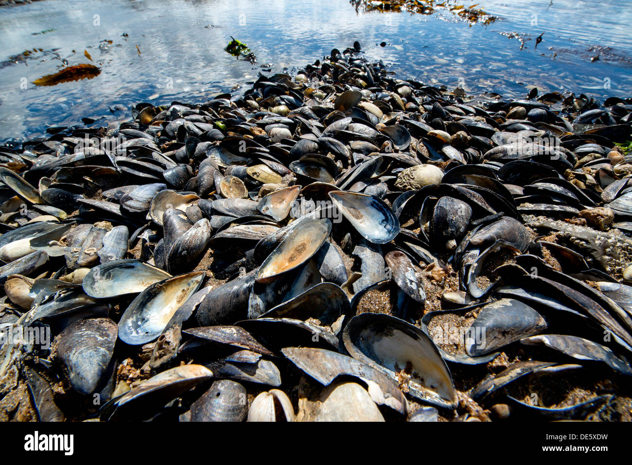 Mussel shells hi-res stock photography and images - Alamy