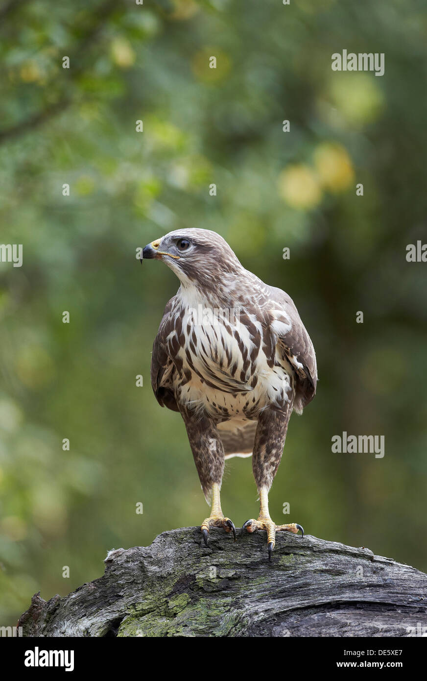 Buzzards uk hi-res stock photography and images - Alamy