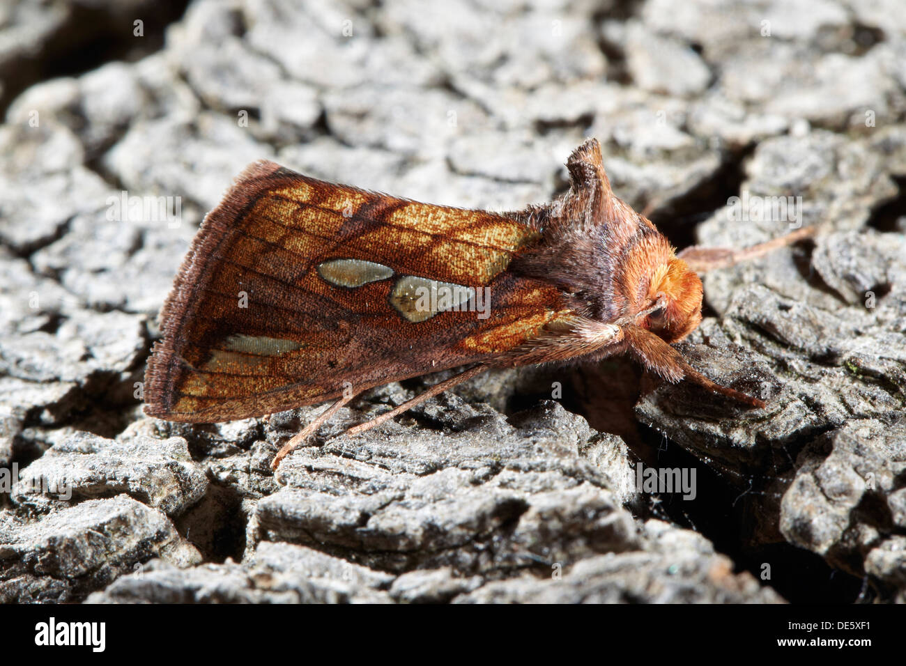 Moths spot hi-res stock photography and images - Alamy