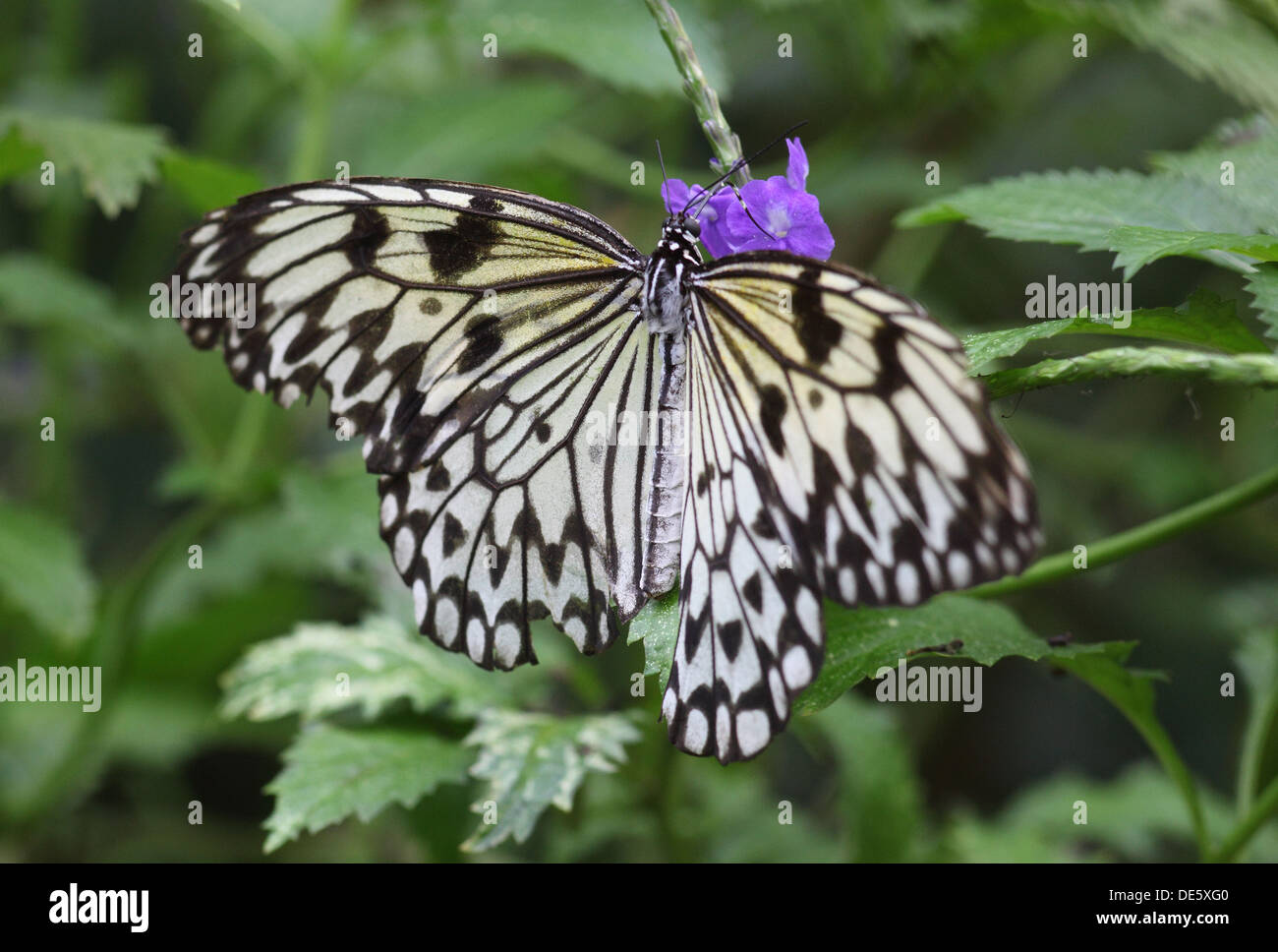 White tree nymph western europe hi-res stock photography and images - Alamy