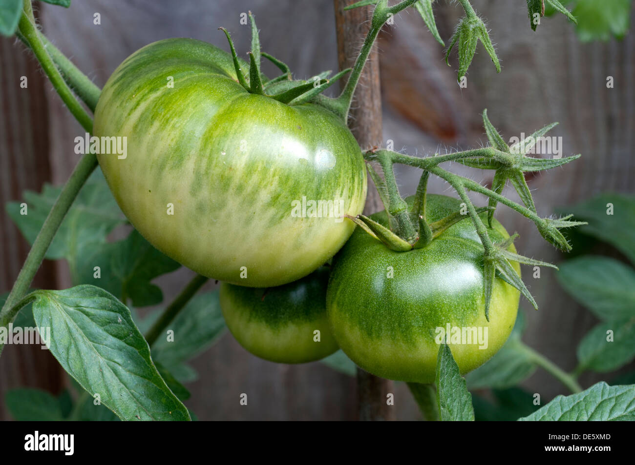 Greenback hi-res stock photography and images - Alamy