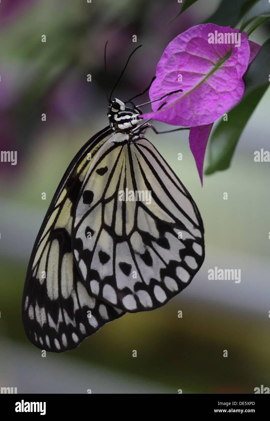 White tree nymph western europe hi-res stock photography and images - Alamy