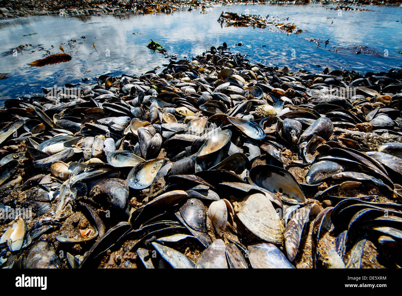 wedge-shaped mussel shells sit on beds in an estuary, North Devon coast ...