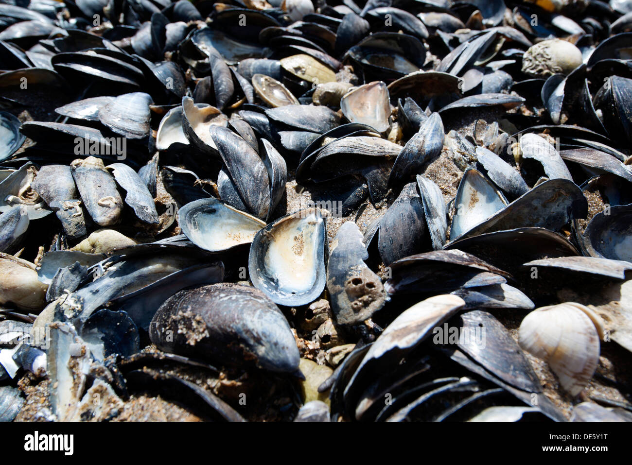 wedge-shaped mussel shells sit on beds in an estuary, North Devon coast ...