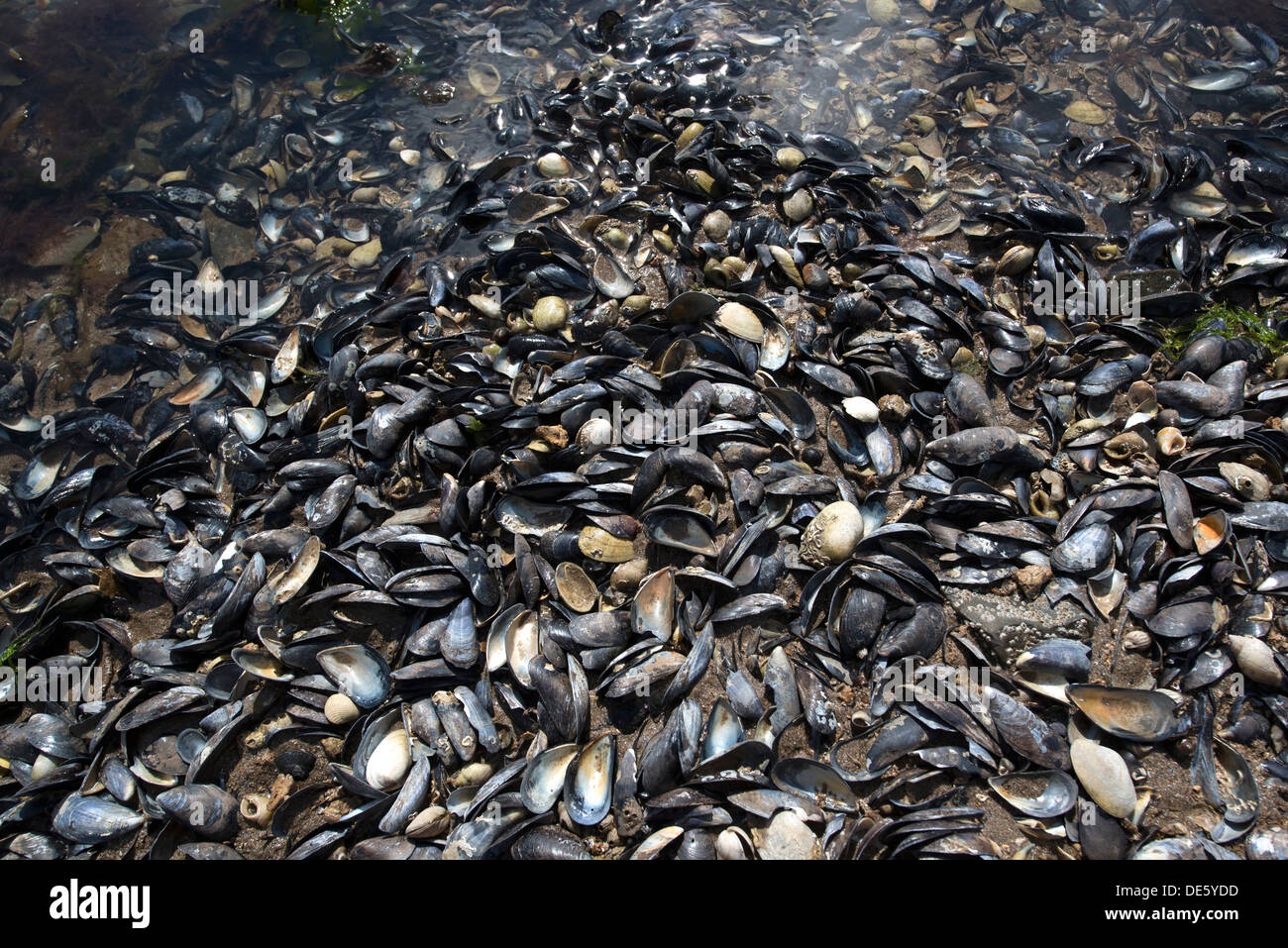 wedge-shaped mussel shells sit on beds in an estuary, North Devon coast ...