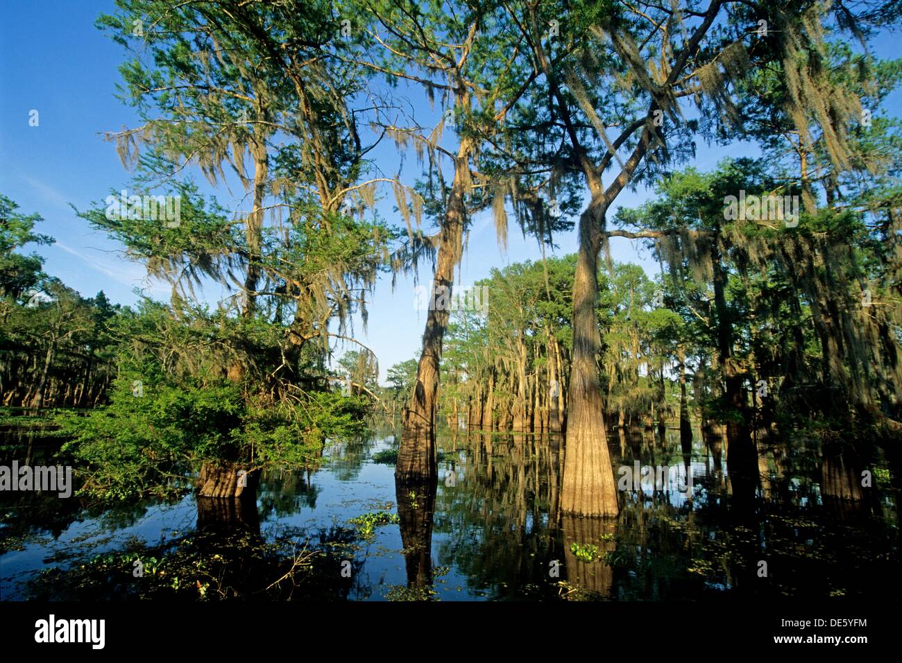 Henderson Swamp Stock Photos & Henderson Swamp Stock Images - Alamy