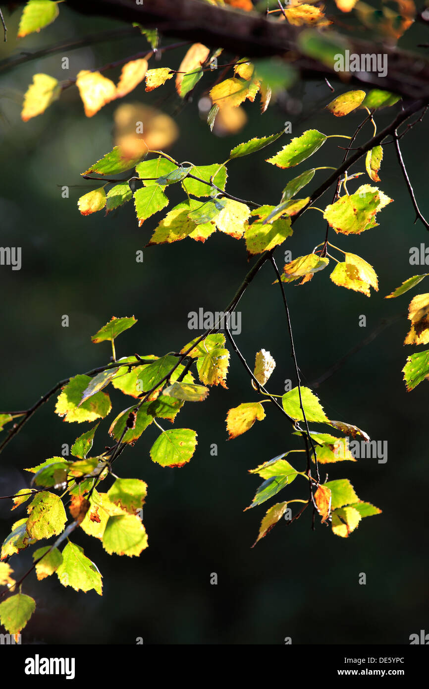 Silver Birch trees with autumn colours (Betula pendula Stock Photo - Alamy