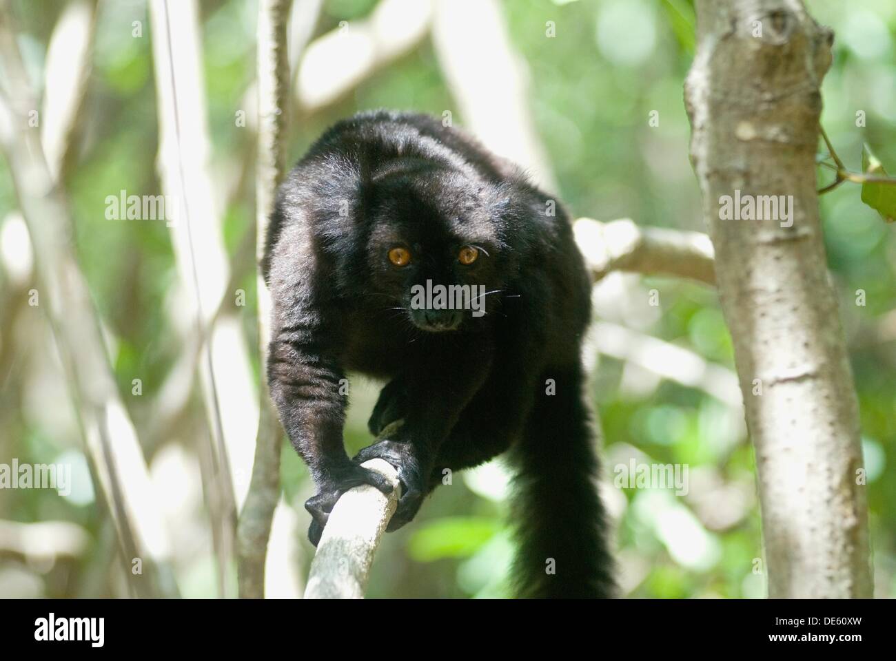 Lokobe strict reserve hi-res stock photography and images - Alamy