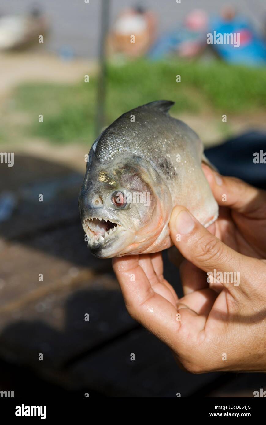 Venezuela bolivar state ciudad bolivar hi-res stock photography and ...