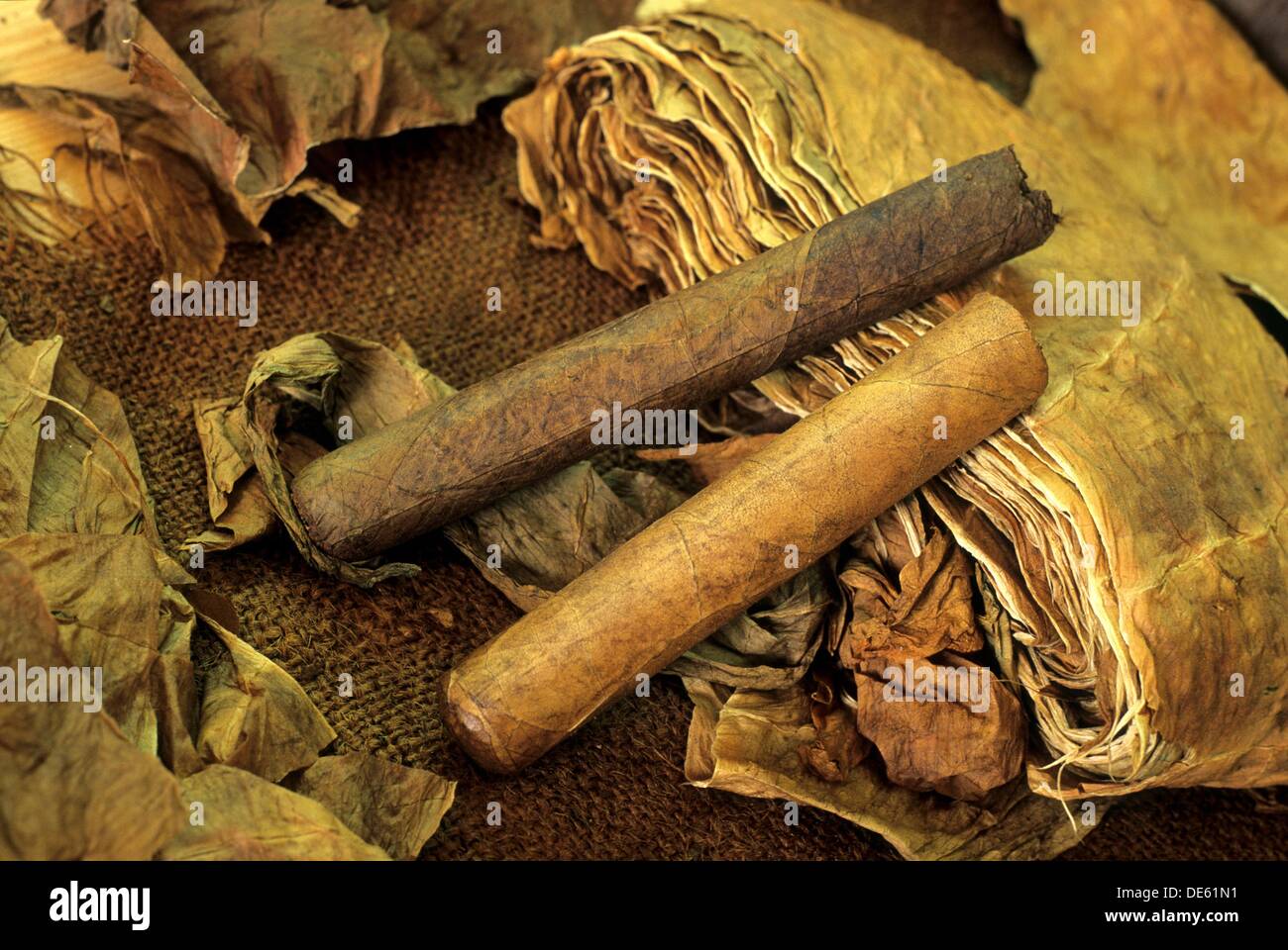 cigars,La Palma,Canary Islands, Spanish archipelago of Atlantic Ocean ...