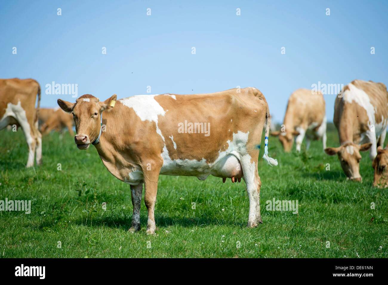 Jersey breed of dairy cows hi-res stock photography and images - Alamy