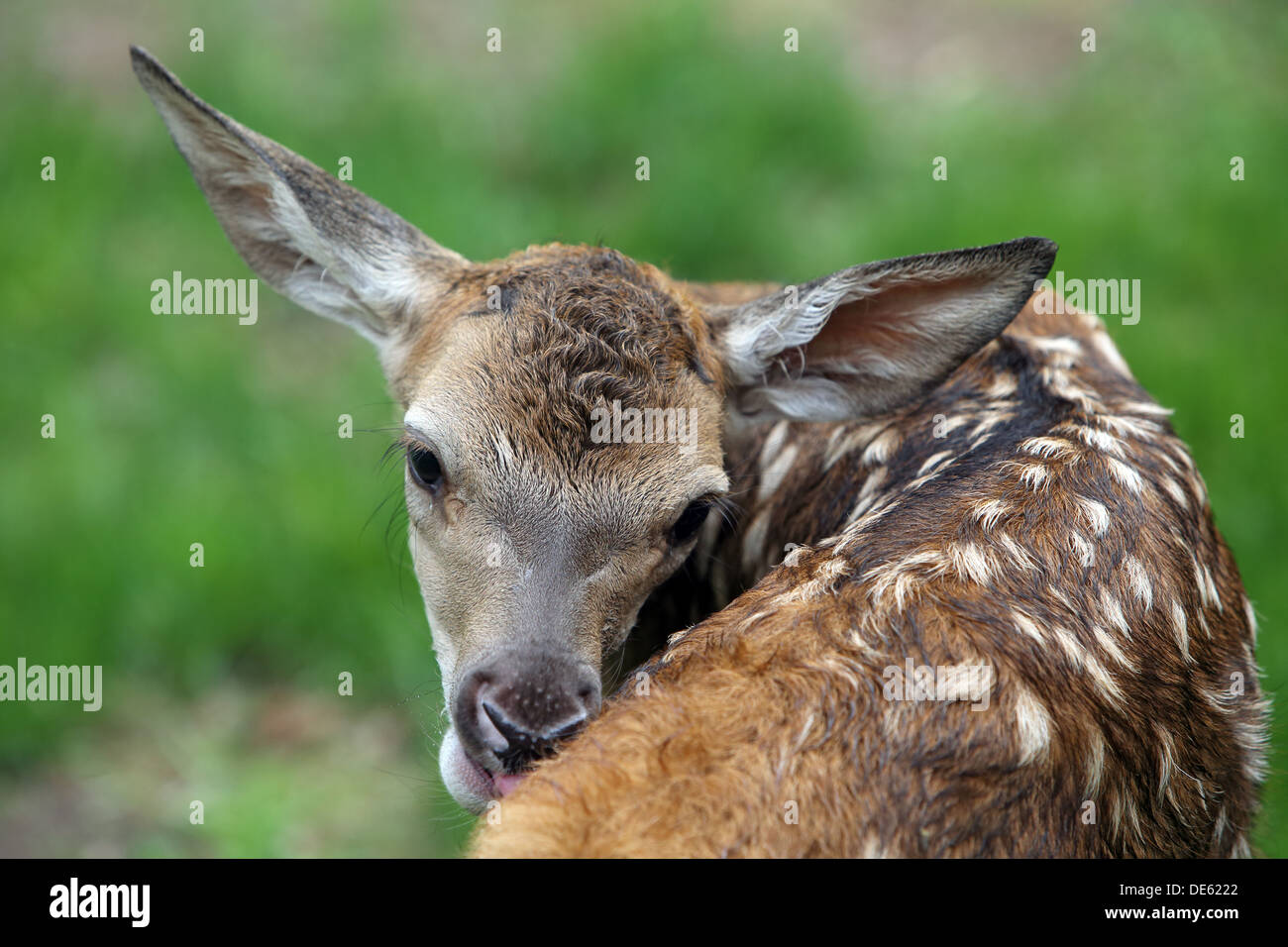 Resplendent village, Germany, red deer calf licks its fur Stock Photo ...