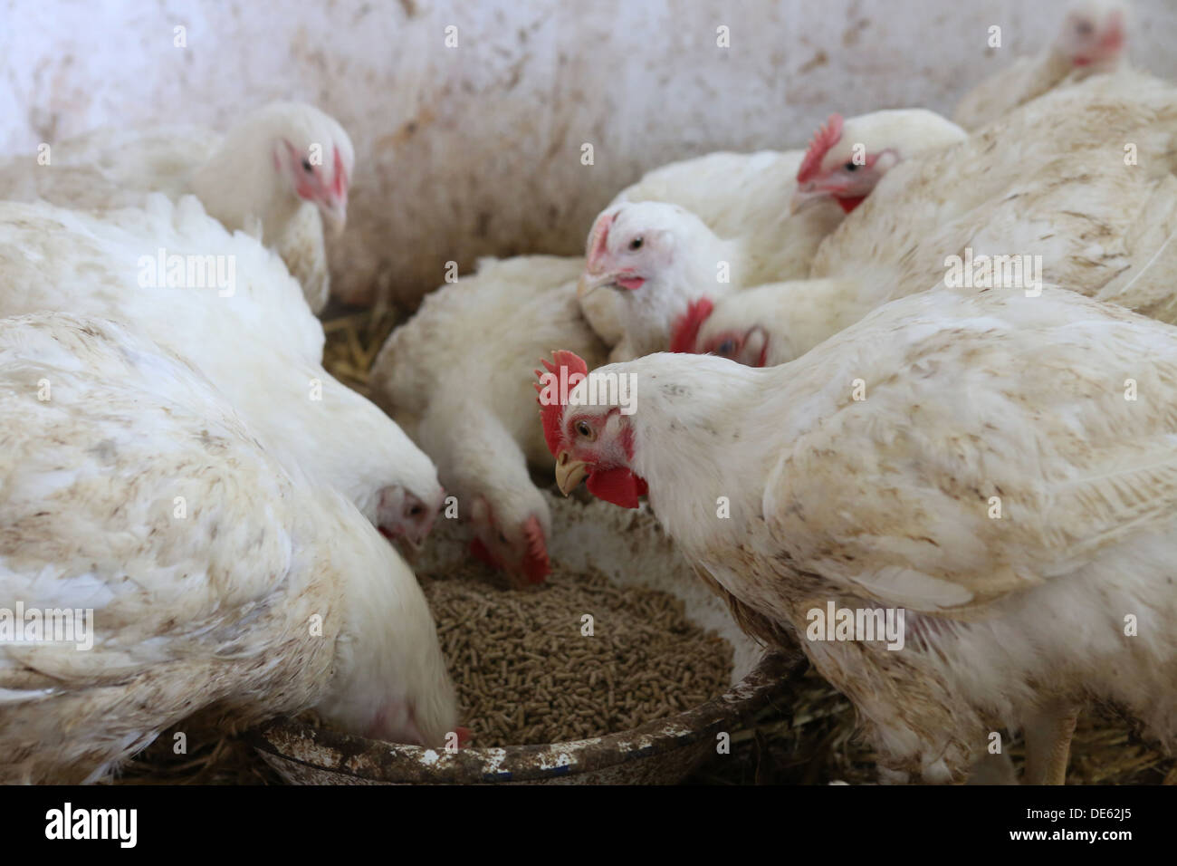 Poultry farming germany hi-res stock photography and images - Alamy