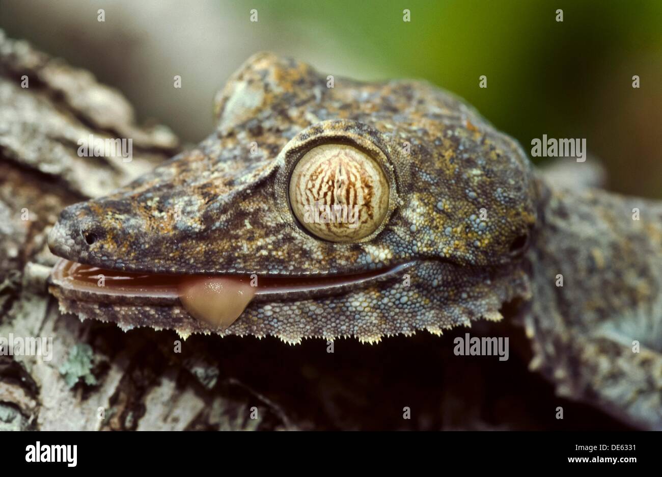 Red tailed gecko uroplatus fimbriatus hi-res stock photography and ...
