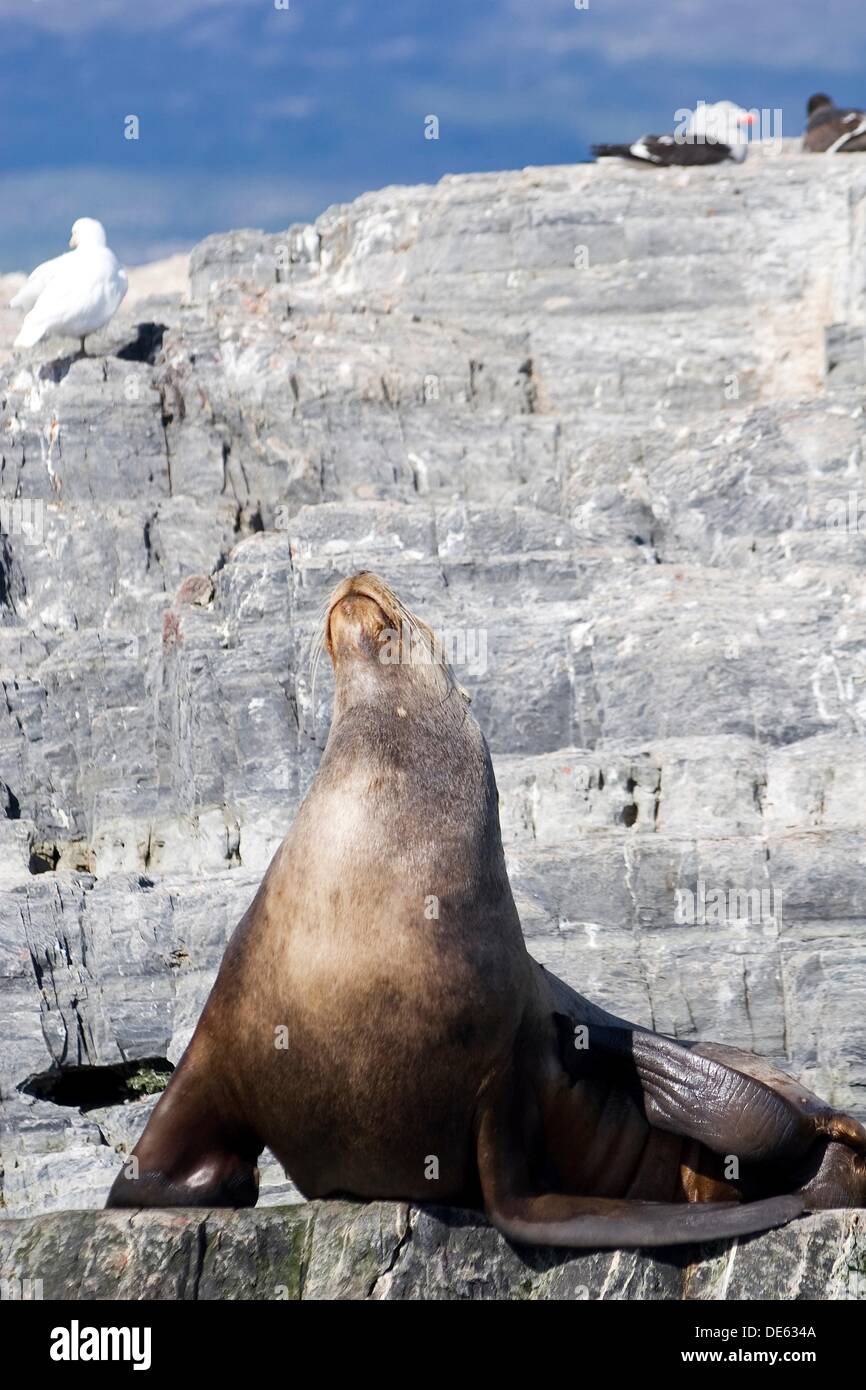 Seal, Ushuaia, Tierra del Fuego island, Argentina Stock Photo - Alamy
