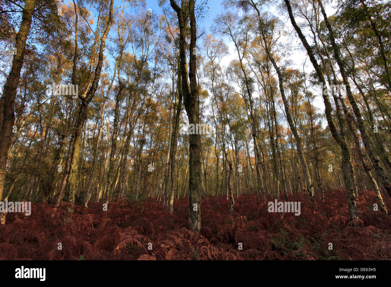 Silver Birch trees with autumn colours (Betula pendula Stock Photo - Alamy