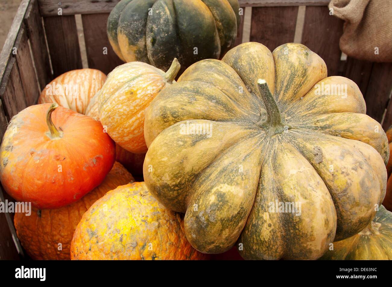 Bin of squash hi-res stock photography and images - Alamy