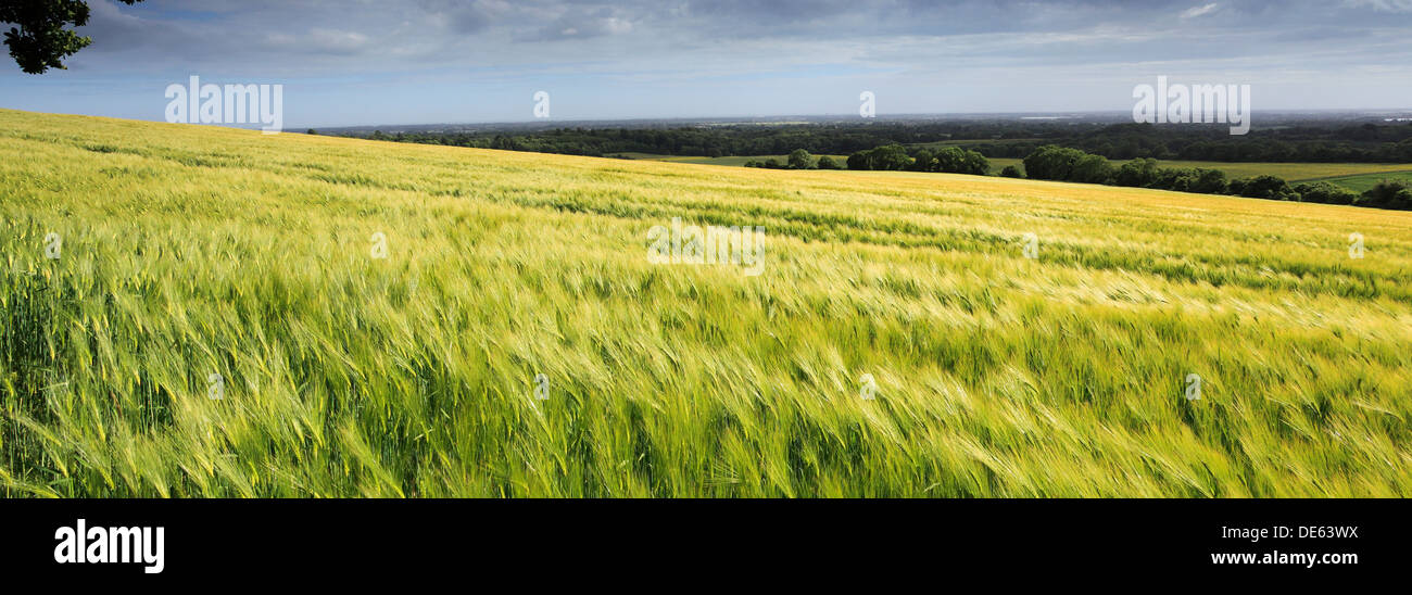 Landscape view over Slindon Down, Slindon village, South Downs National ...