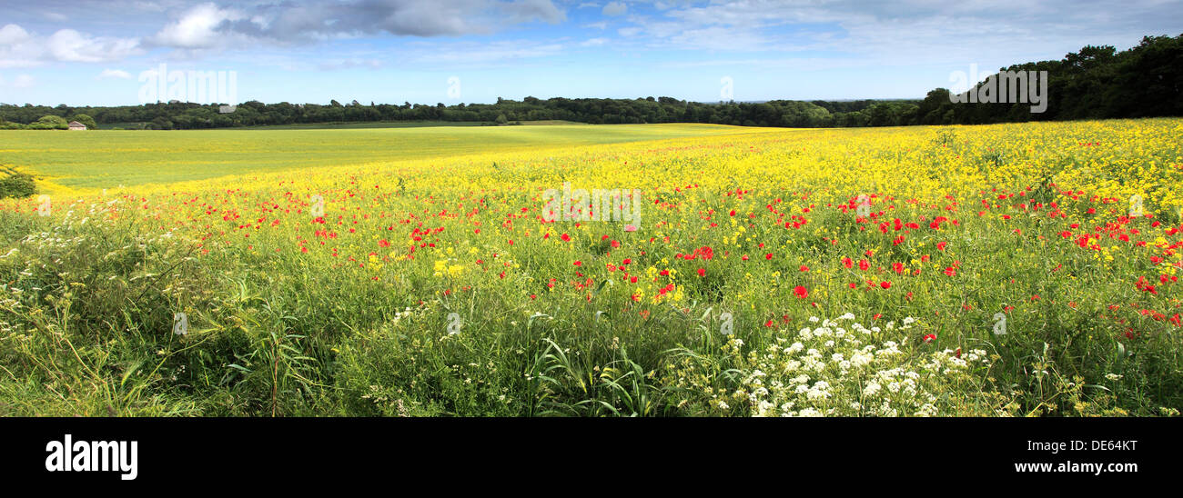 Landscape view over Slindon Down, Slindon village, South Downs National ...