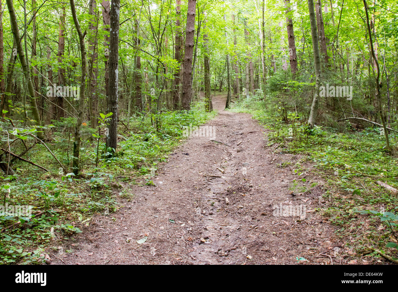Pathway and forest trees. Nature green wood backgrounds Stock Photo - Alamy