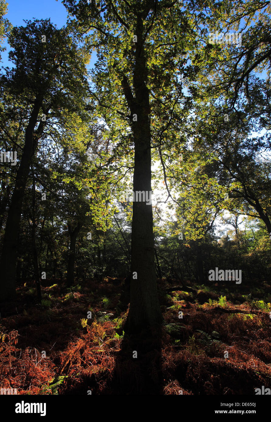 Backlit English Oak tree in autumn colours, (Quercus robur Stock Photo ...
