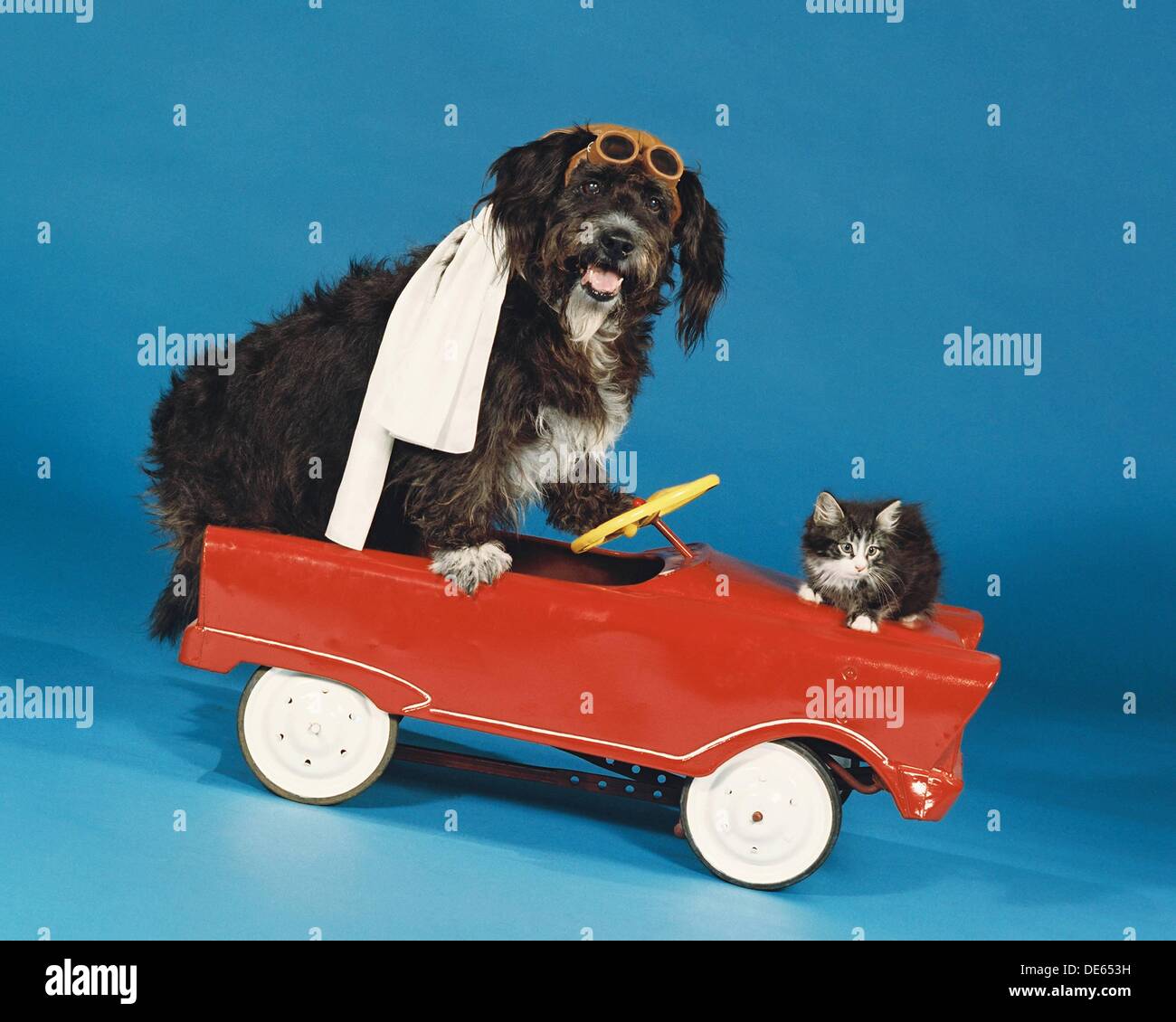 Dog driving cat hi-res stock photography and images - Alamy