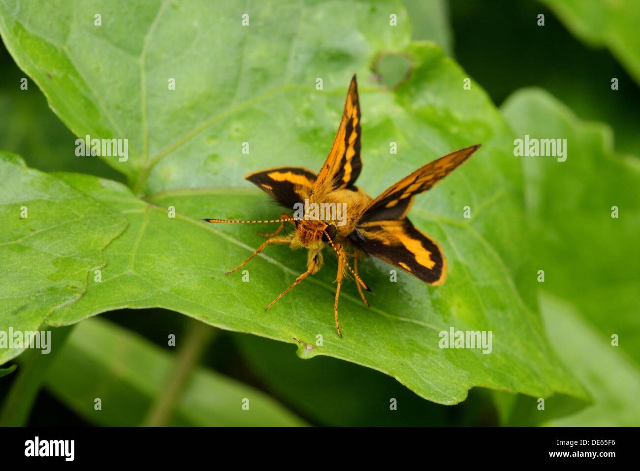 Lesser dart hi-res stock photography and images - Alamy