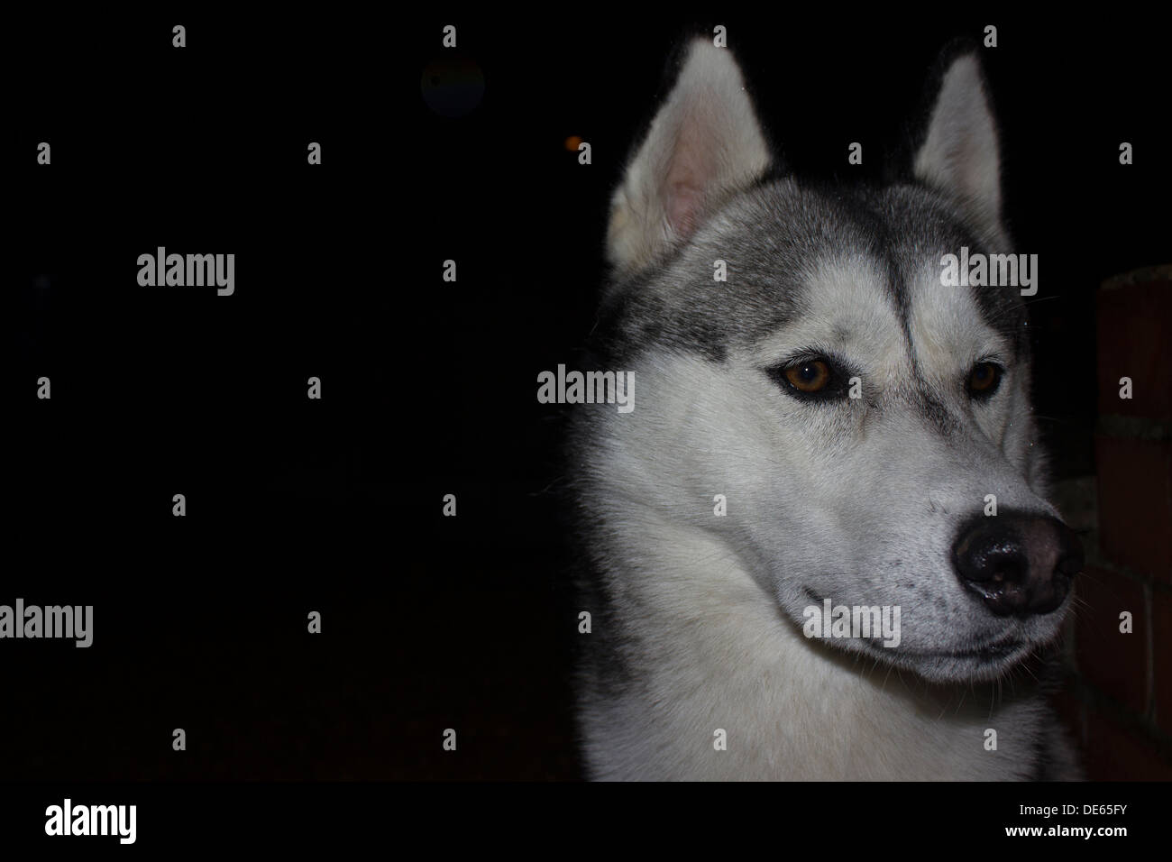 Siberian Husky looking past the camera Stock Photo - Alamy