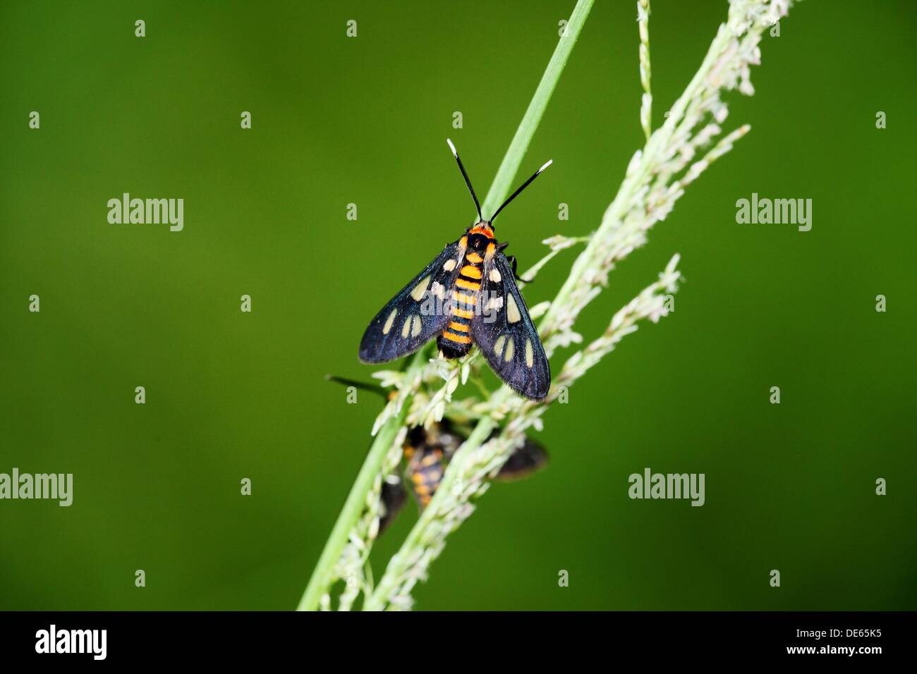 Picture of a wasp moth hi-res stock photography and images - Alamy