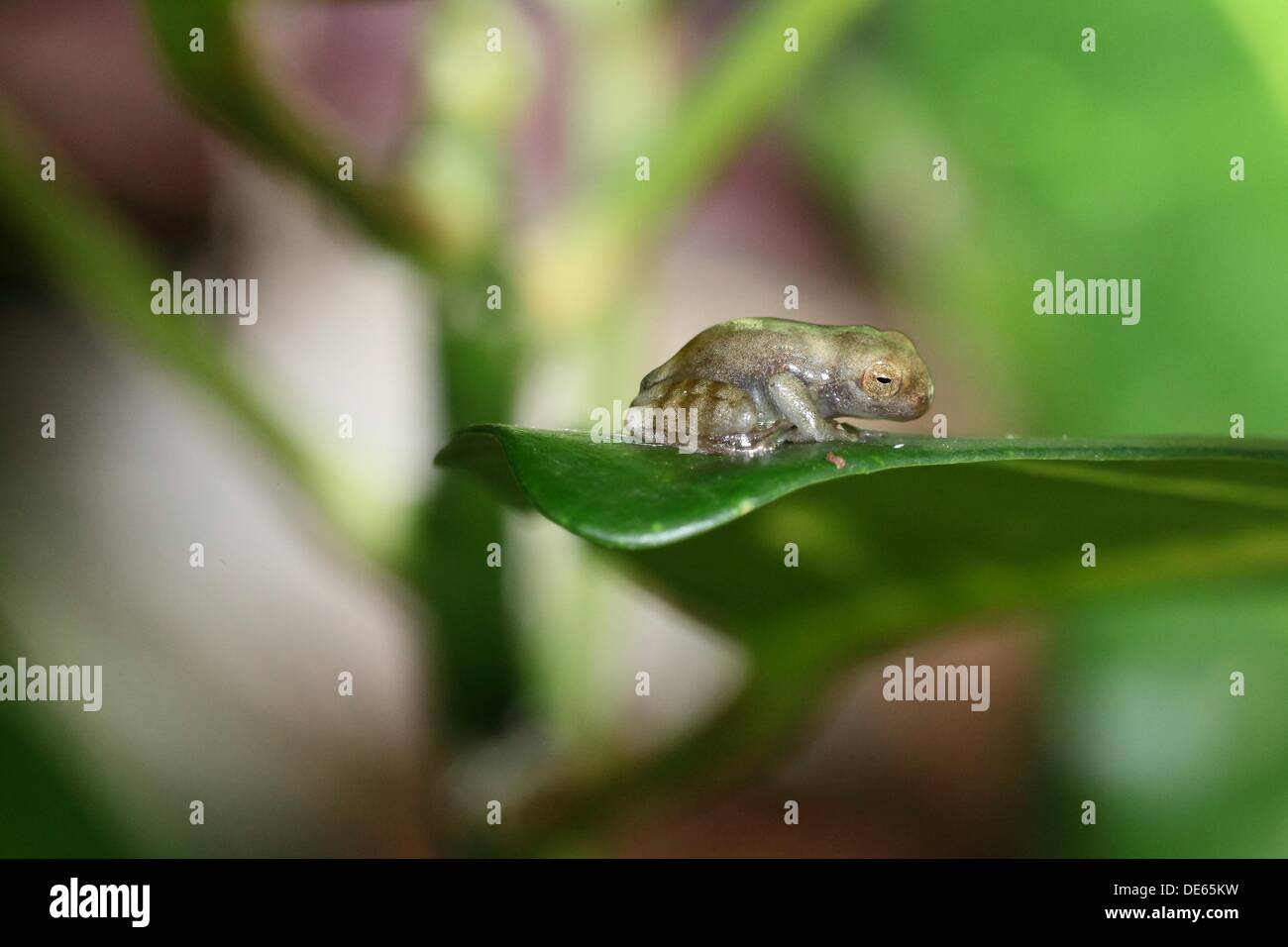 Bako sarawak borneo tree frog hi-res stock photography and images - Alamy