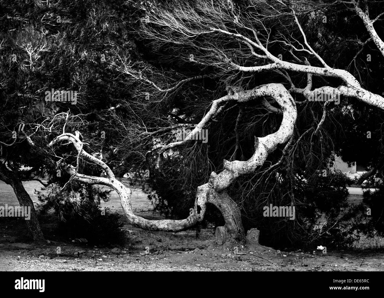Branches of the Ancient Stock Photo - Alamy