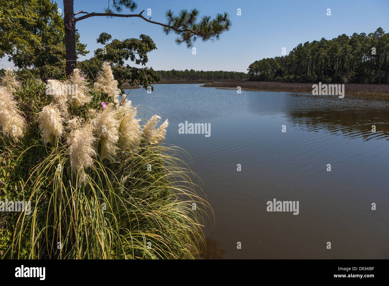Ravennagrass hi-res stock photography and images - Alamy