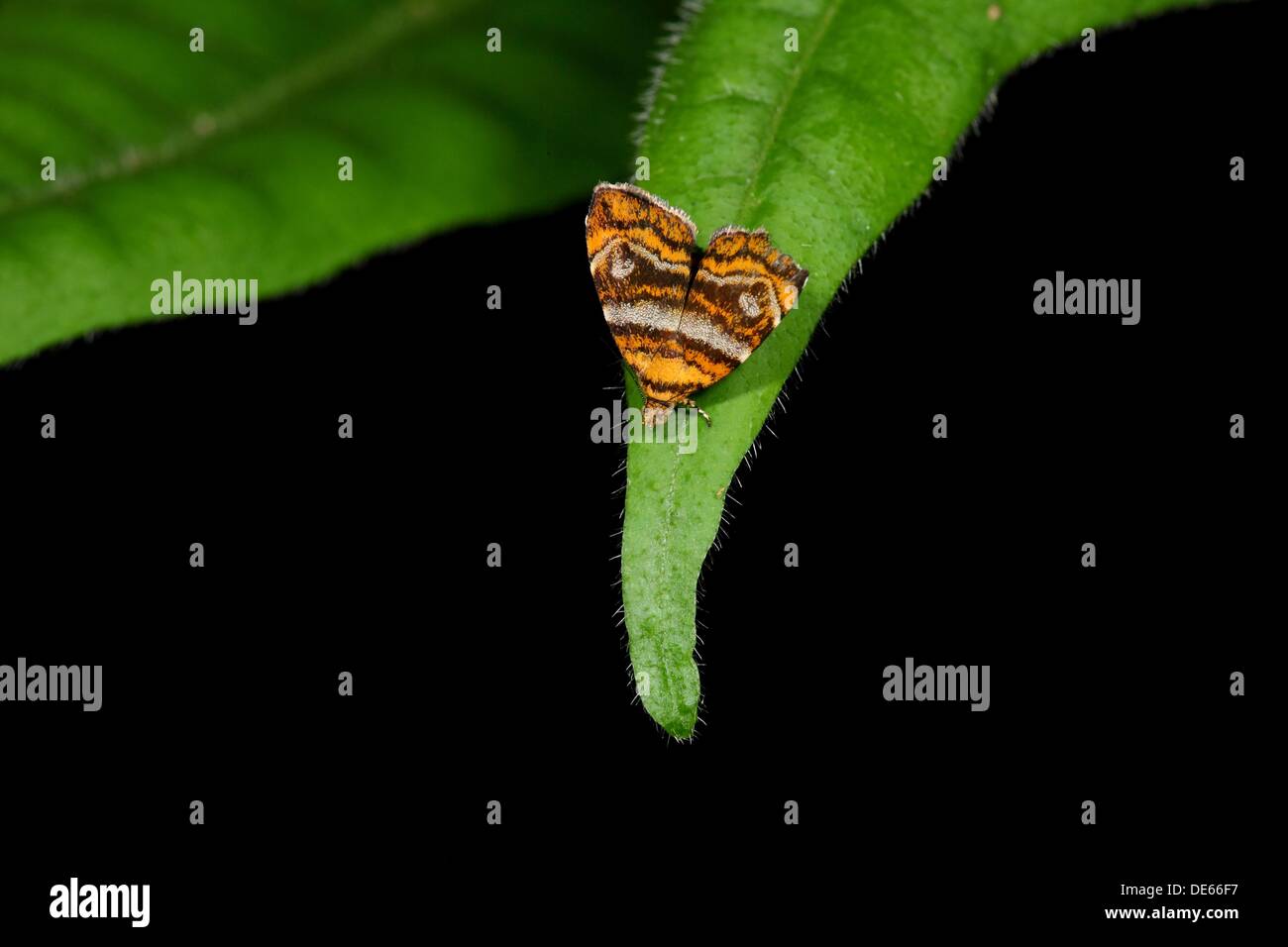 Forage looper hi-res stock photography and images - Alamy