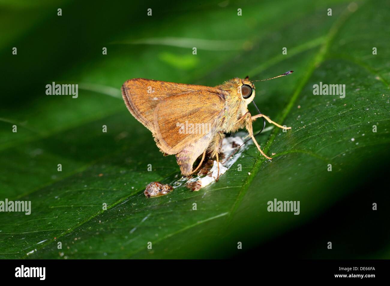 Lesser dart hi-res stock photography and images - Alamy