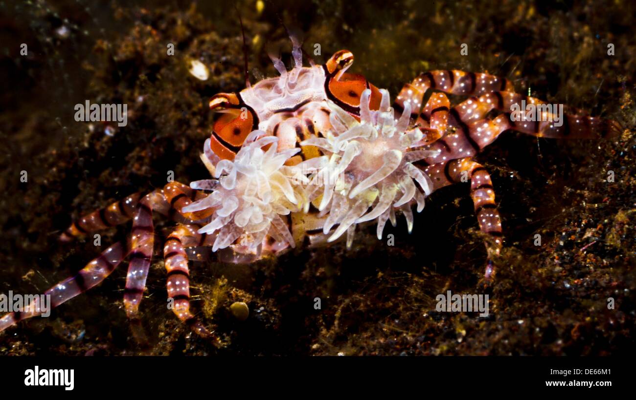 Boxer crabs hi-res stock photography and images - Alamy